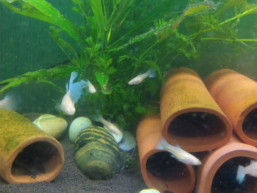 Гуппи чистая линия,blue sky(Блюскай)