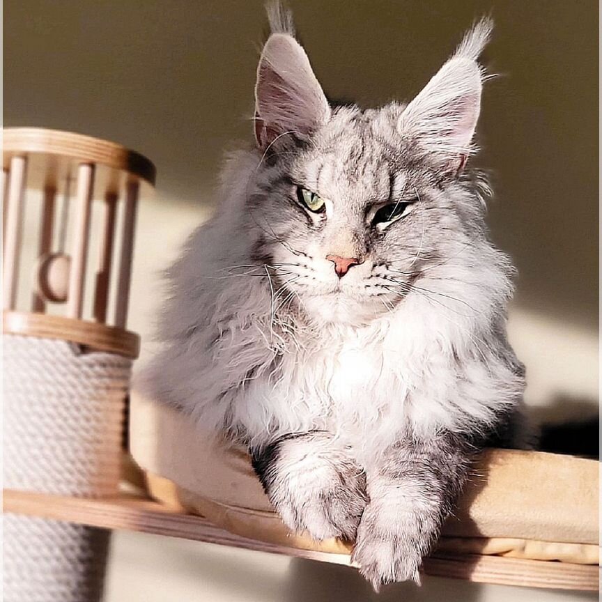 Кот мейн-кун
