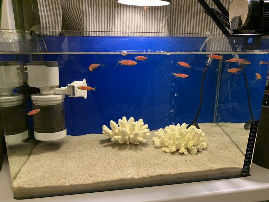 Рыбки данио и лампа синяя уф gloxy glow