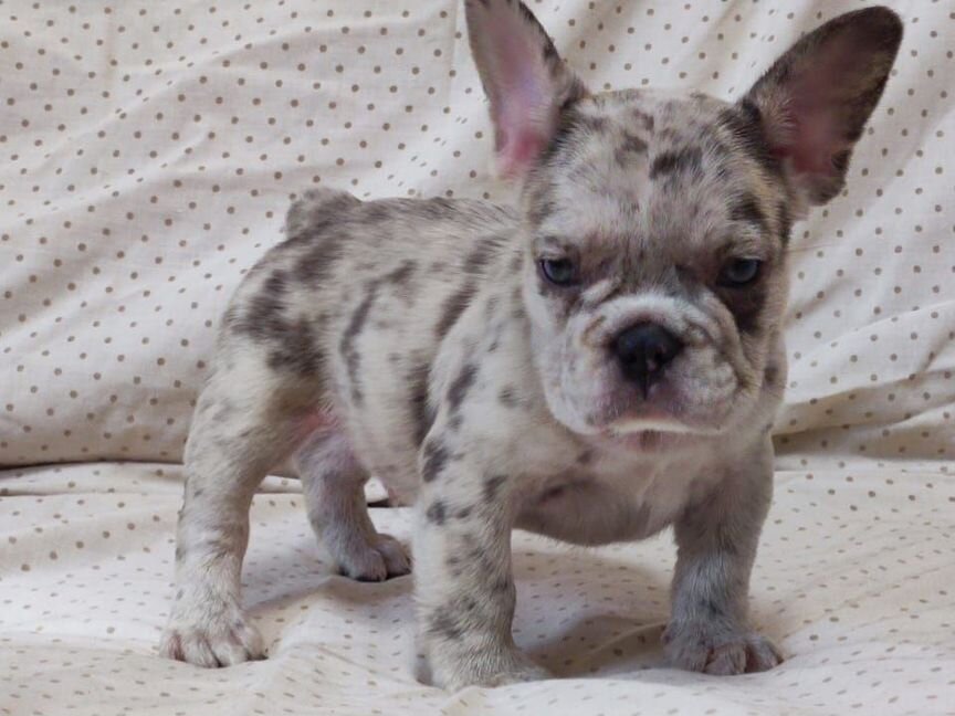 Мерле и шоко дети