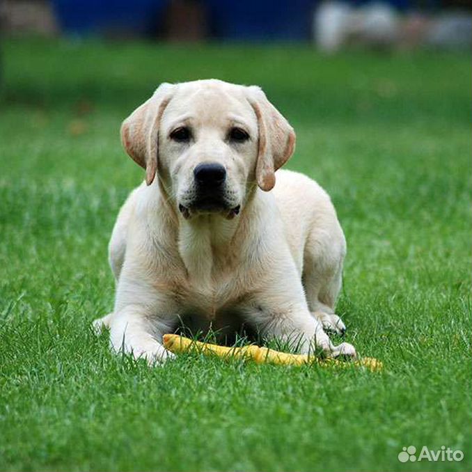 Лабрадор девочка - 5 месяцев