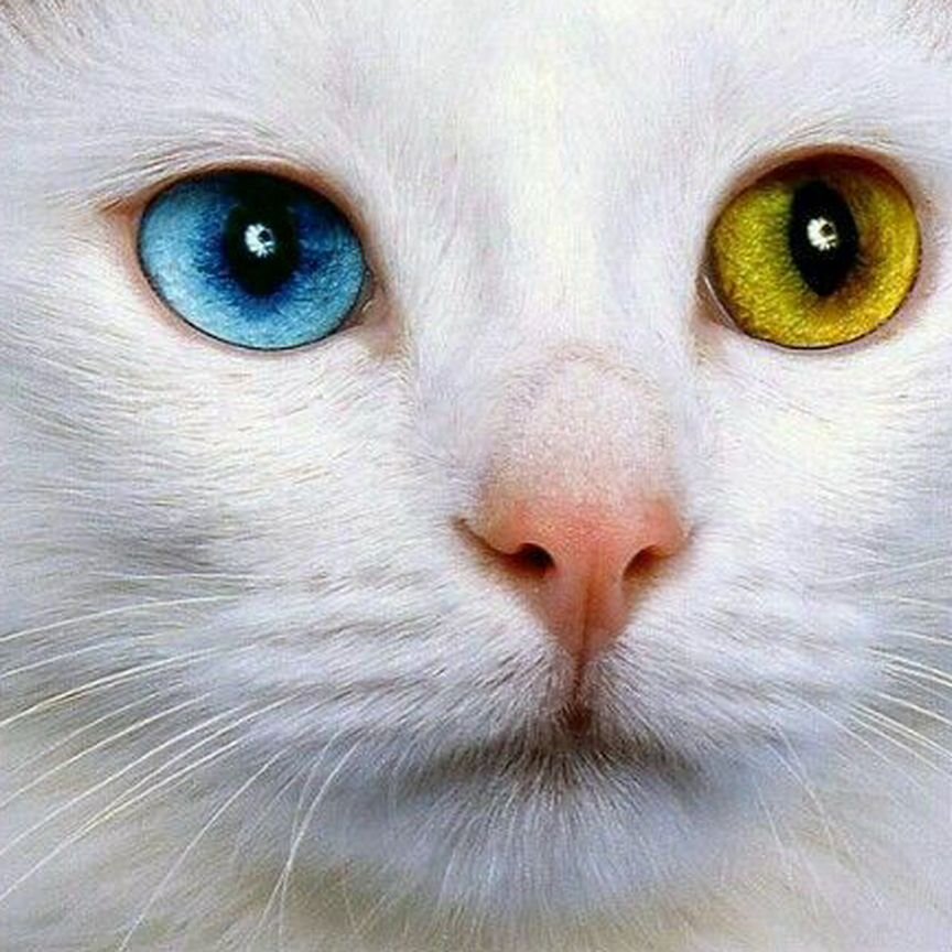 Взрослый кот в добрые руки