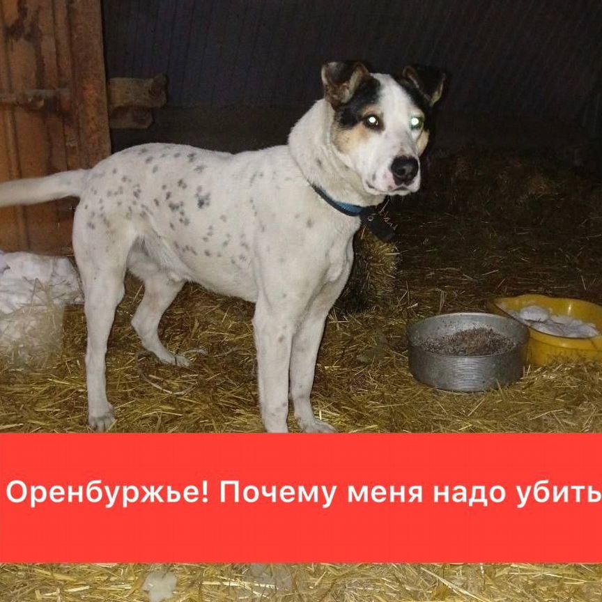 Взрослый пёс в добрые руки