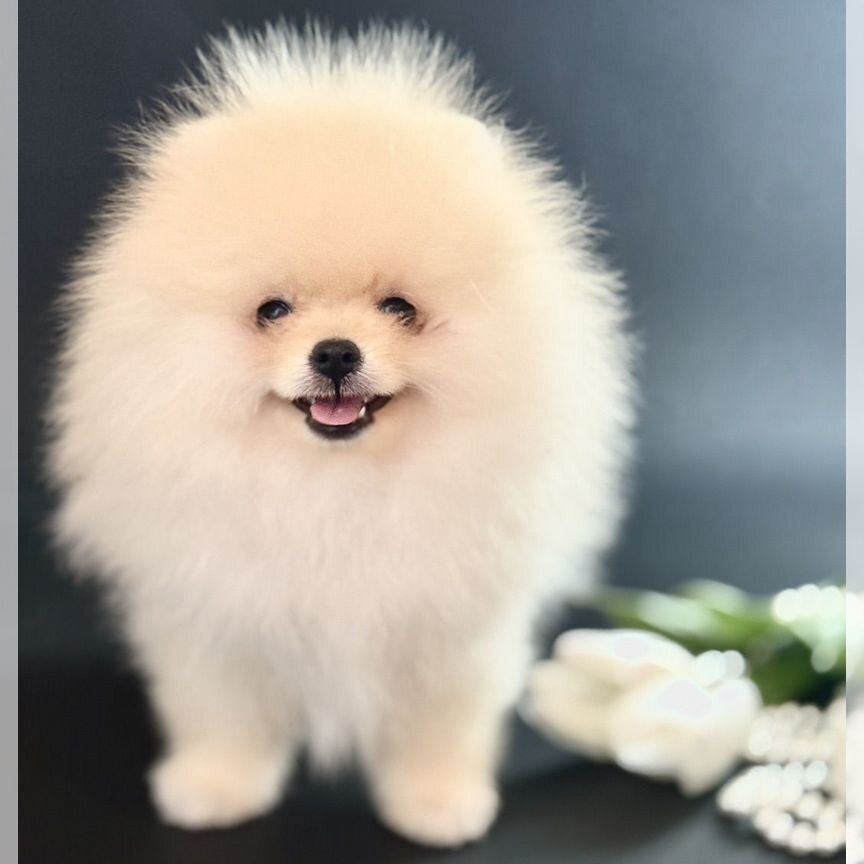 Померанский шпиц медвежьего типа