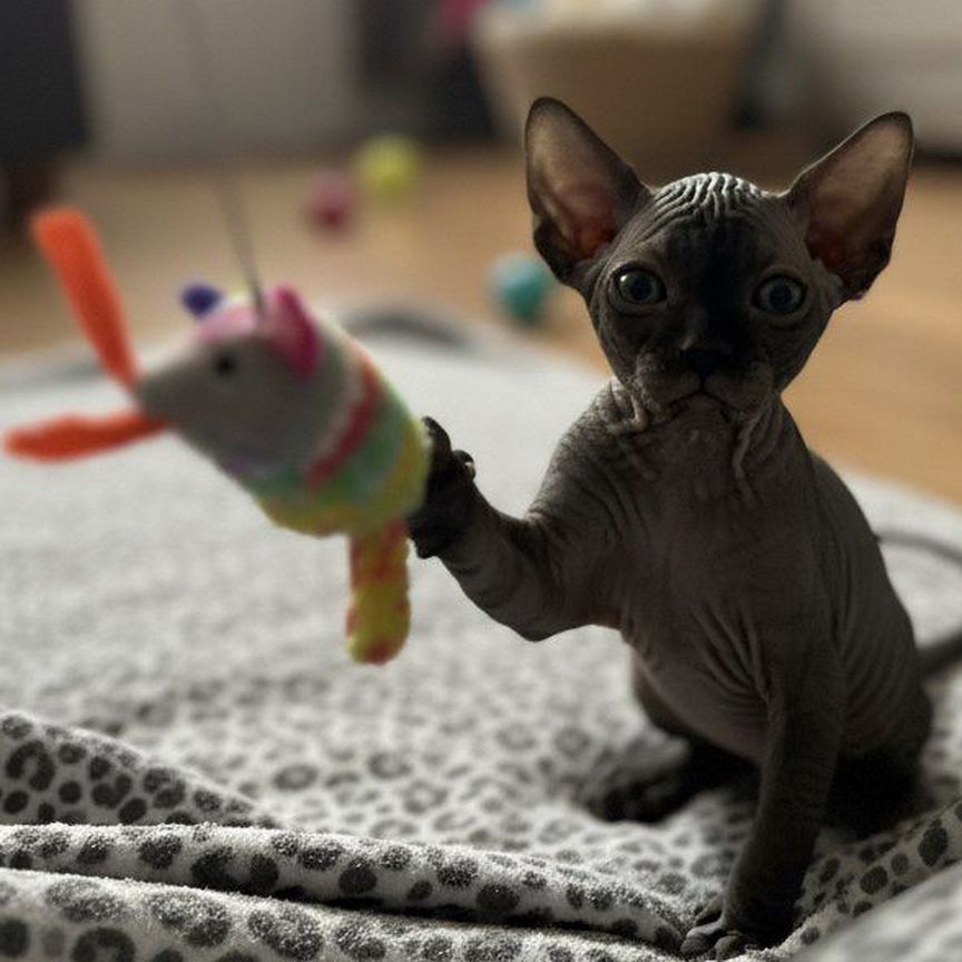 Канадский сфинкс котёнок