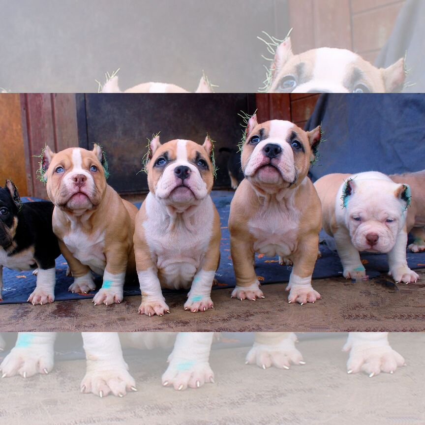 Американский булли, щенок