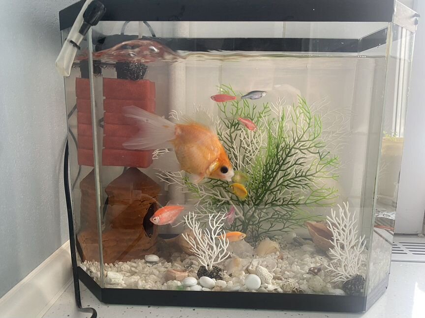 Аквариум со всем содержимым