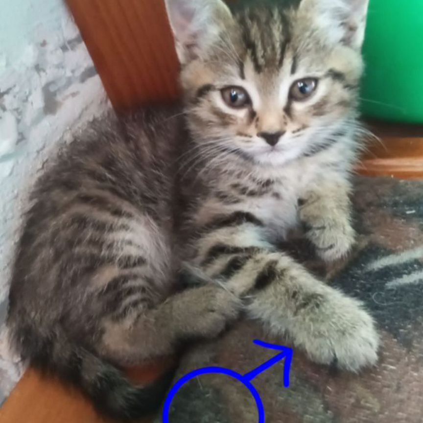 2 котёнка Шотландские