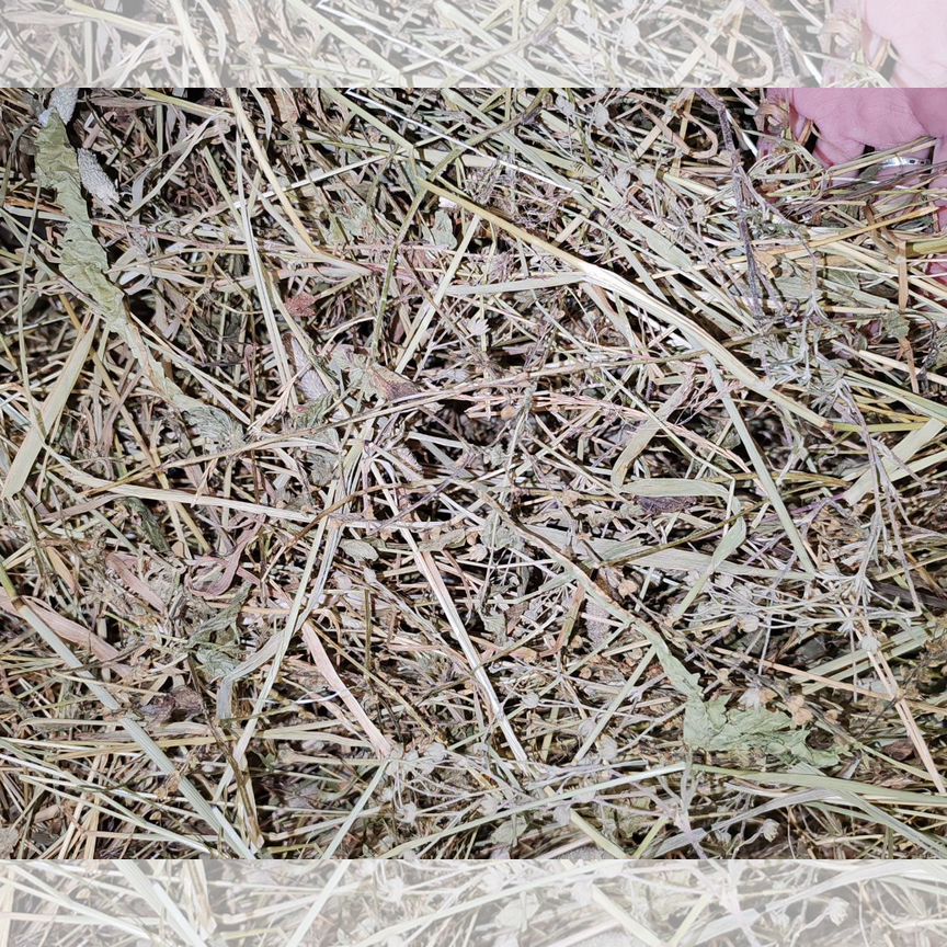 Сено в коробках разнотравье сеянное