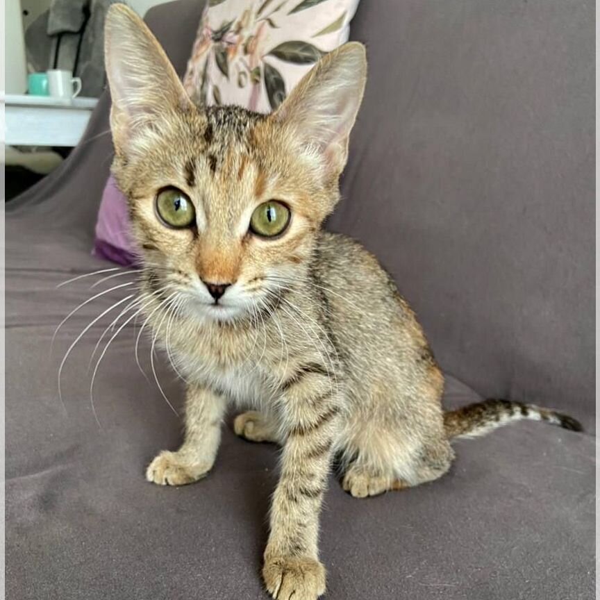 Котёнок в добрые руки