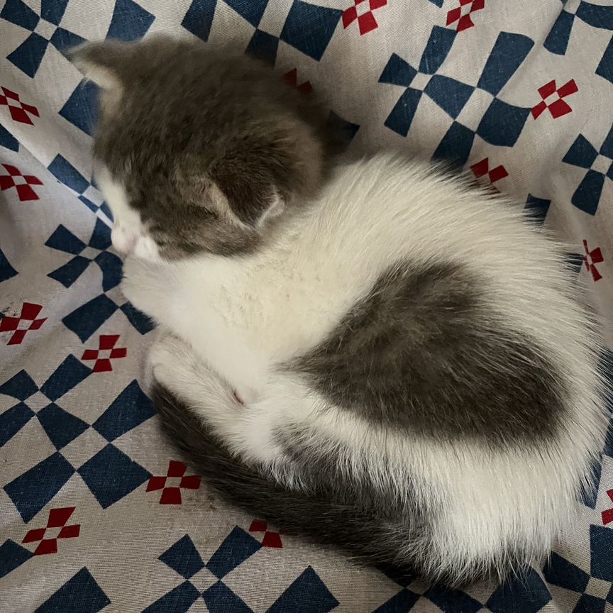 Котенок Соник
