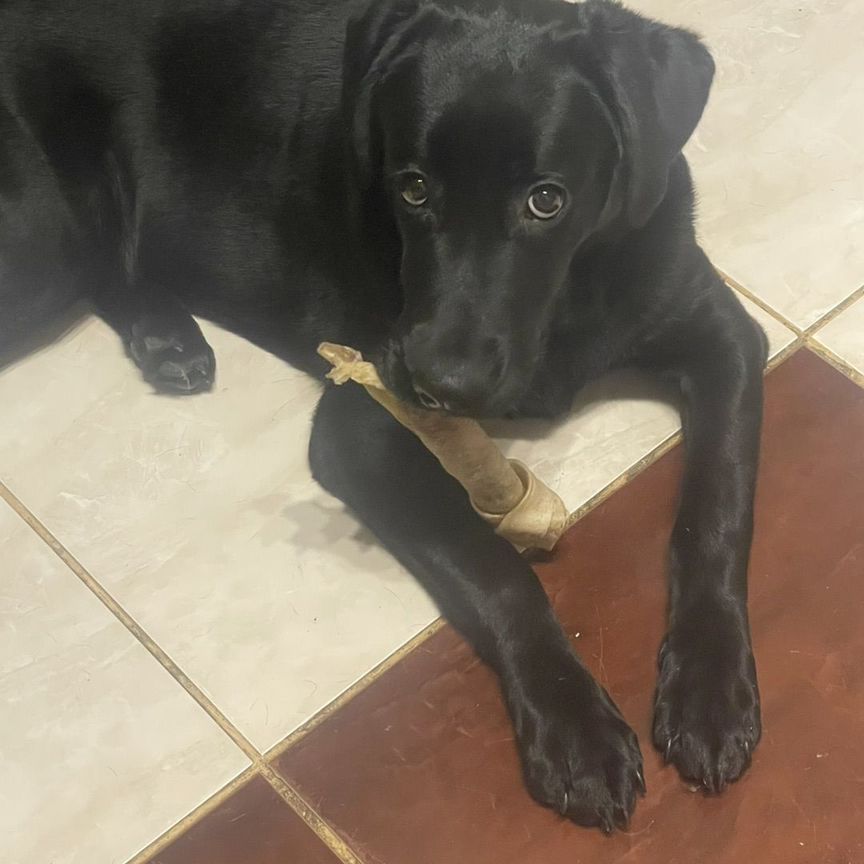 Лабрадор-ретривер, щенок