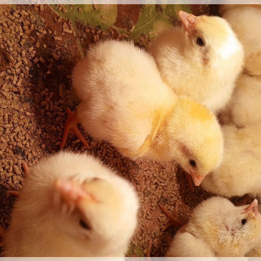 Цыплята бройлеры кобб 500