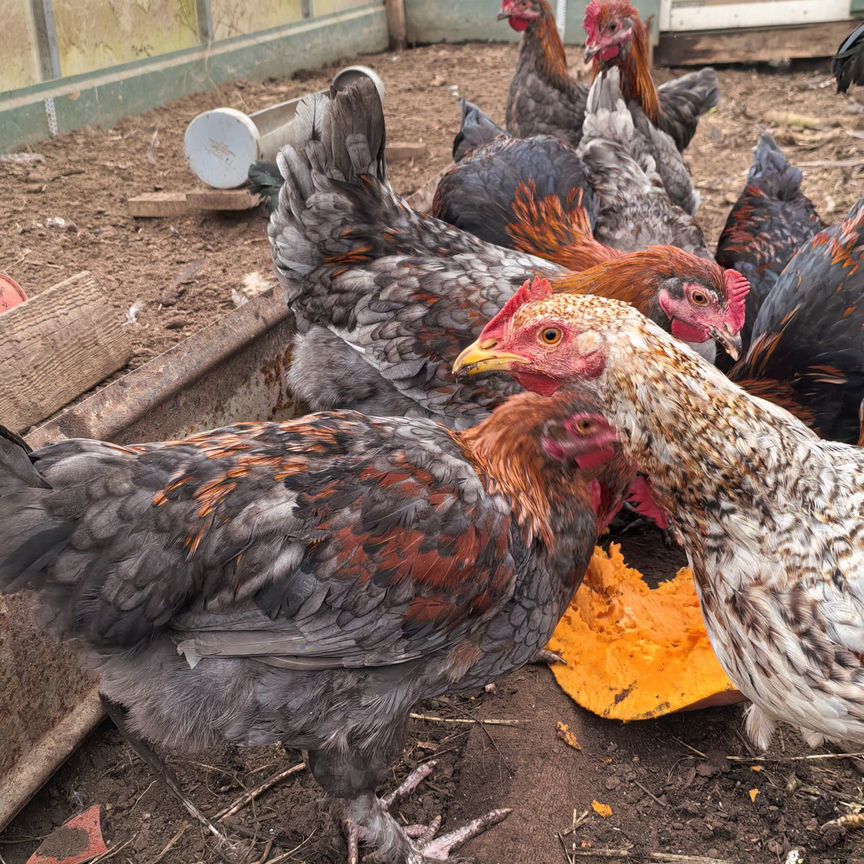 Маран. Петушки