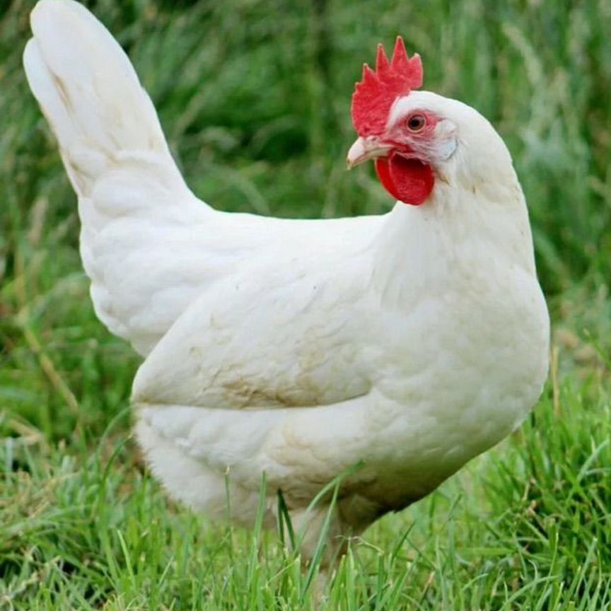 Курицы несушки домашние