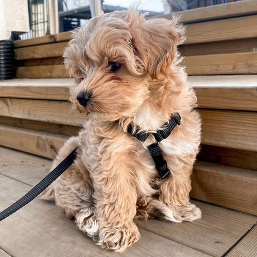 Мальтипу, щенок