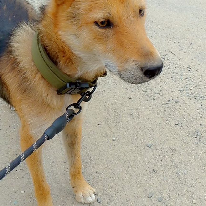 Собака в добрые руки отдам бесплатно