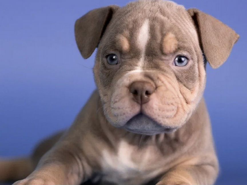 Американский булли