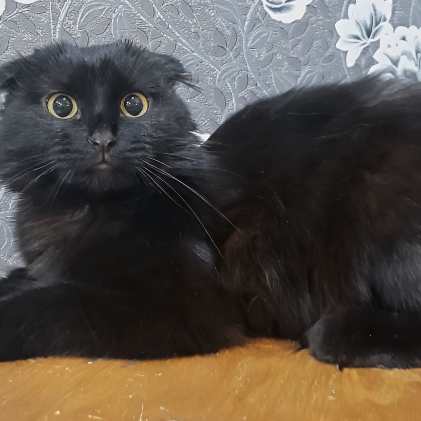 Шотландская вислоухая длинношёрстная, взрослая кошка