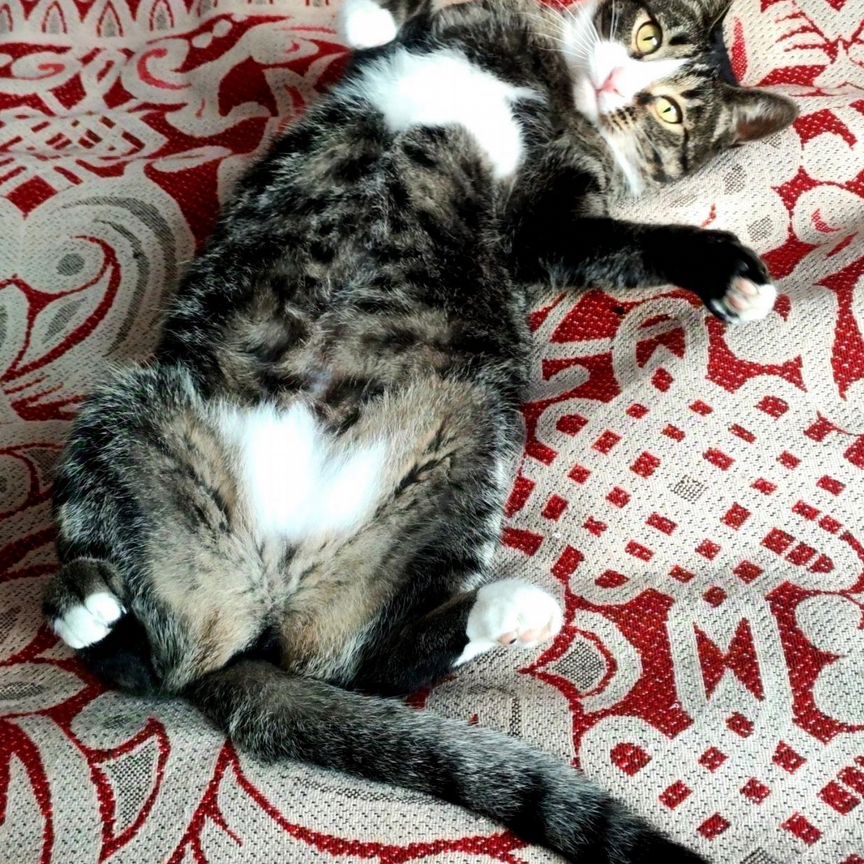 Кошка Вася
