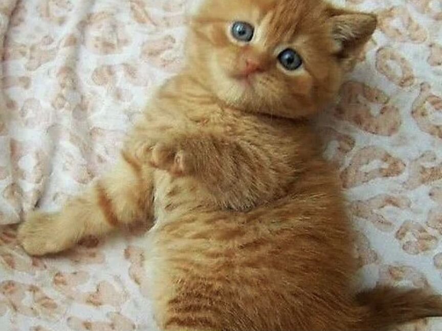 Разноцветная компания