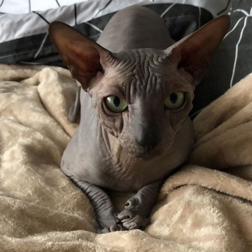 Канадский сфинкс