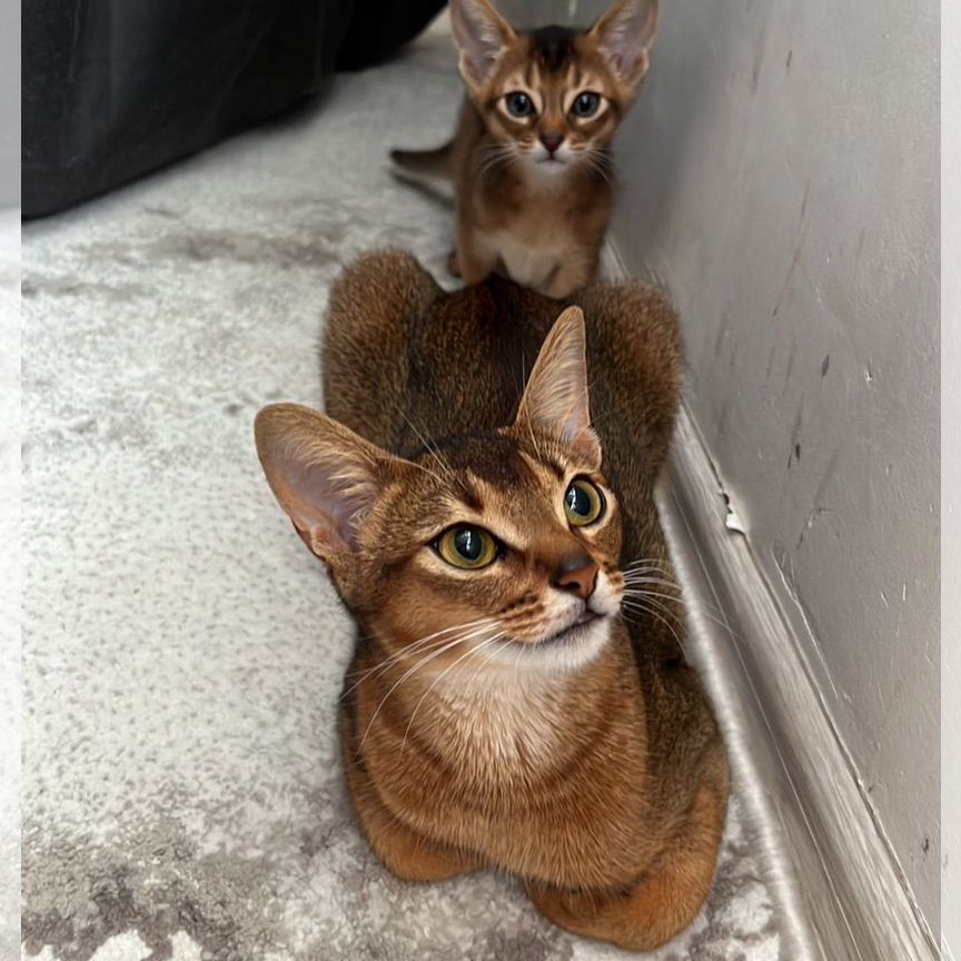 Абиссинская кошка в разведение годик