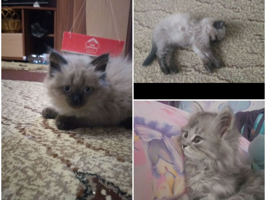 Породистые котята