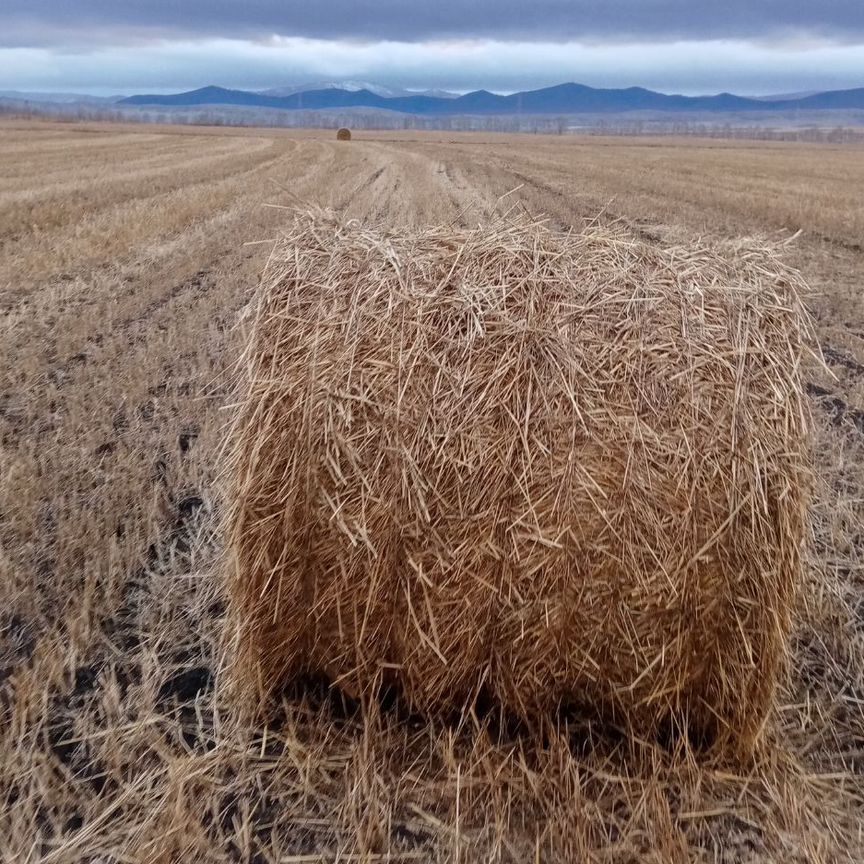 Солома в рулонах