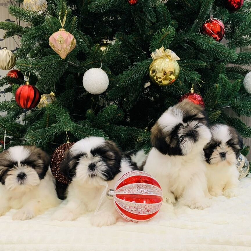 Ши-тцу, щенок