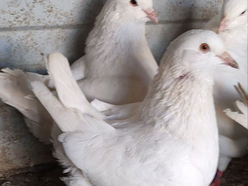 Мясные голуби