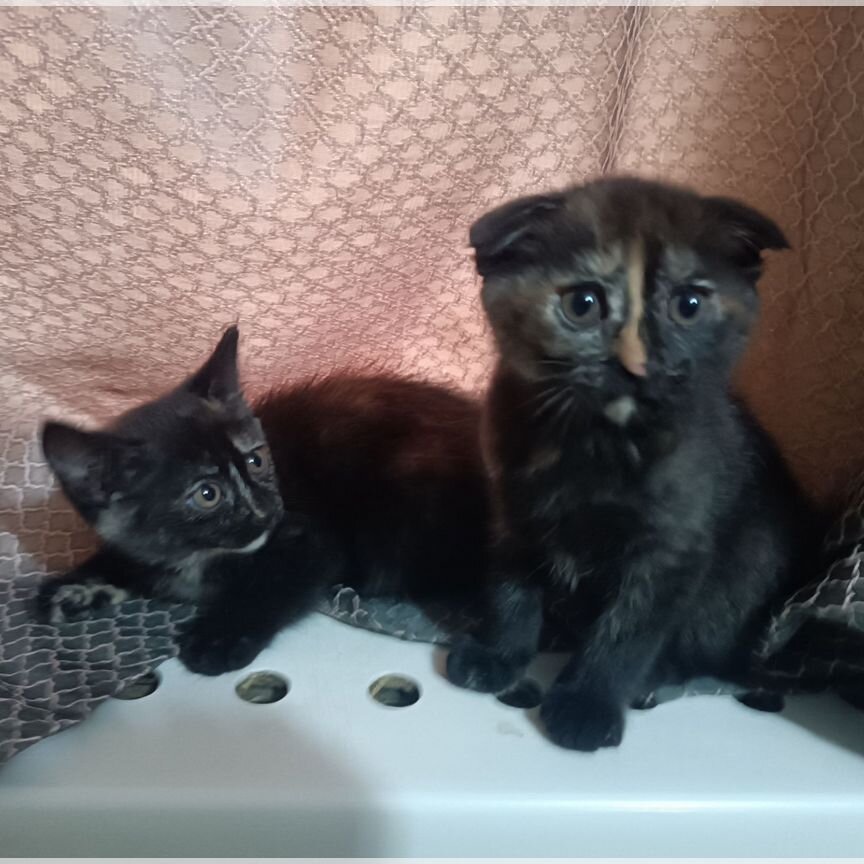 Шотландский вислоухий длинношёрстный котёнок