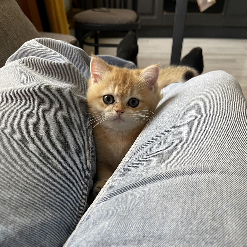 Кошка золотая шиншилла