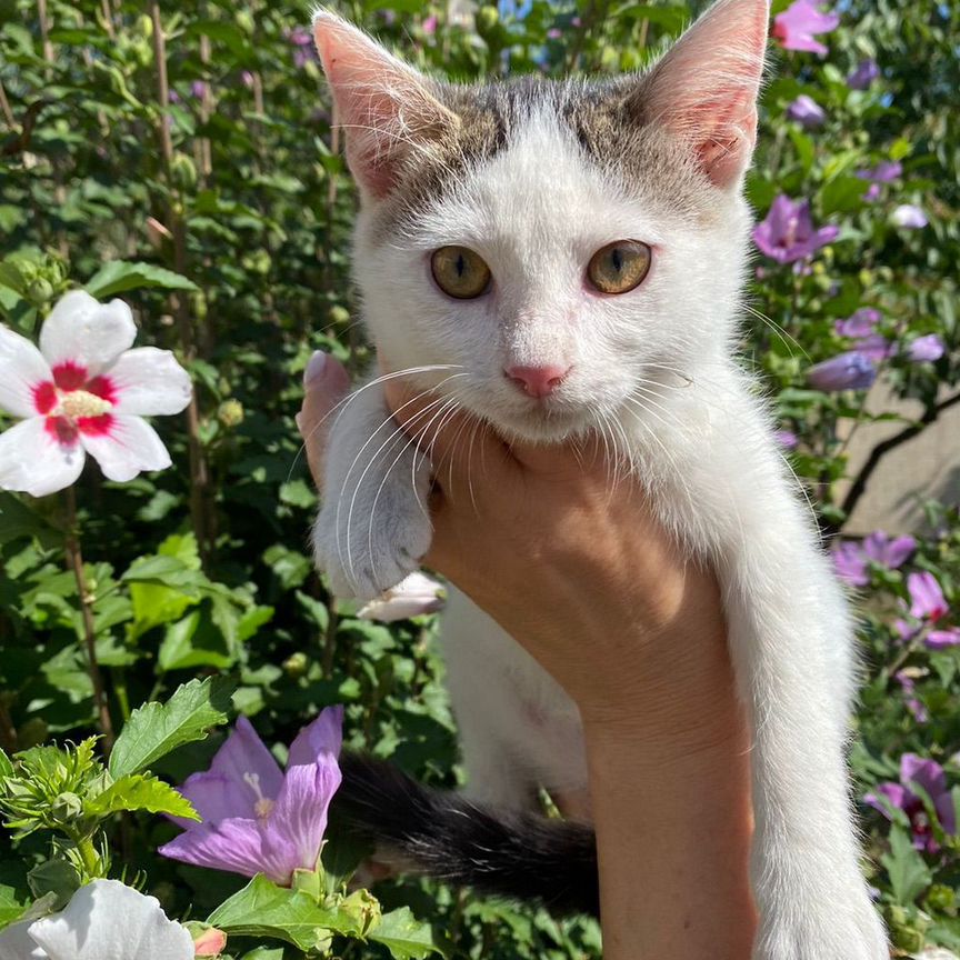 Котенок в добрые руки