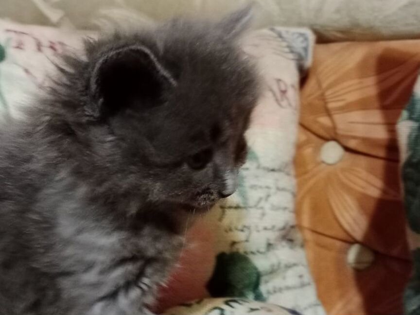 Милые комочки в ответственные и заботливые ручки