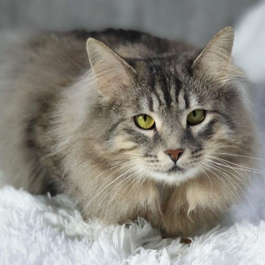 Котик 1,5 г, в добрые руки