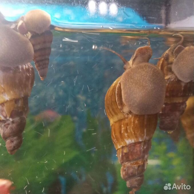 Улитка Геркулес