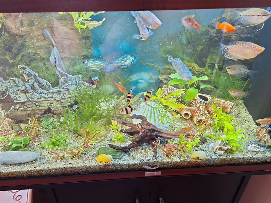 Продам аквариумных рыбок