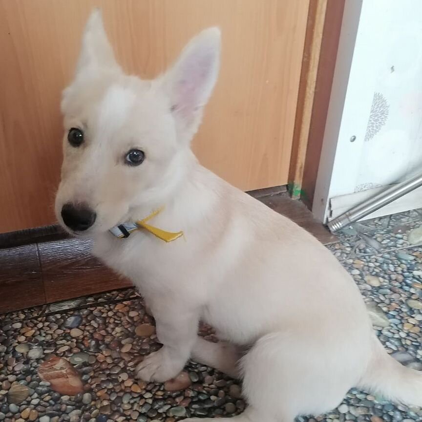 Отдам в ответственные и добрые руки