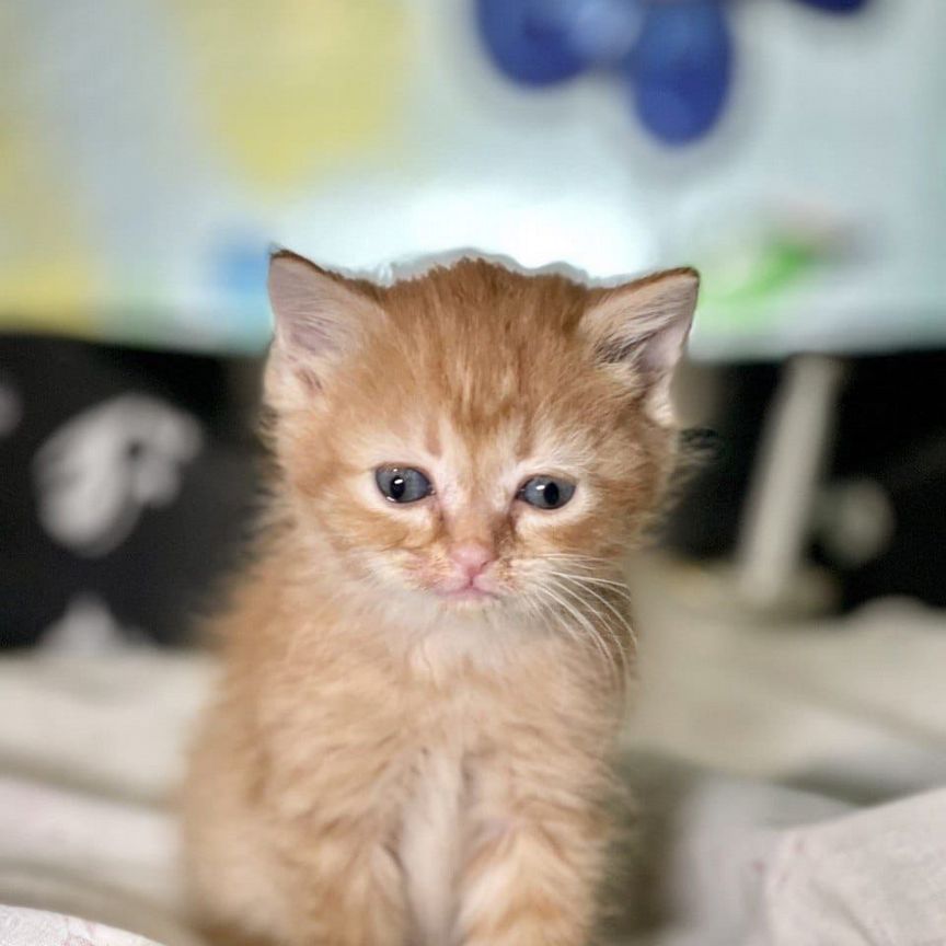 Котёнок-девочка, 1,5 месяца