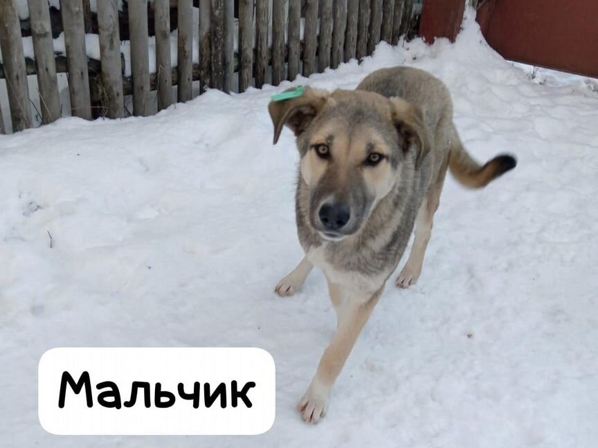 Щенки-подростки охрана вашего дома