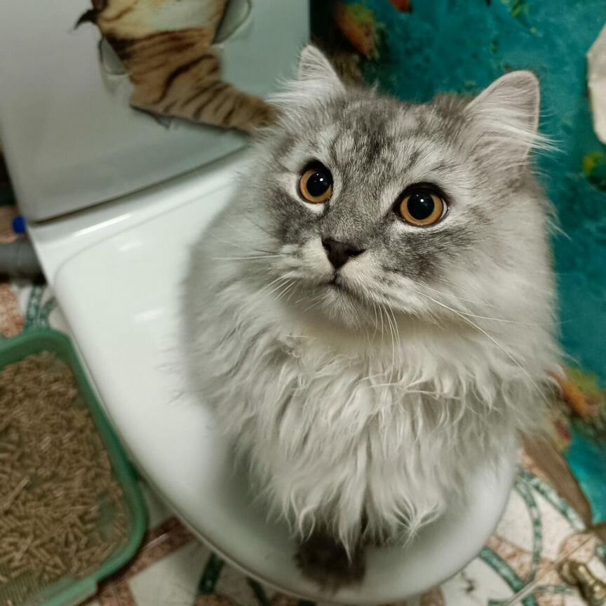 Продаю кота шотландца