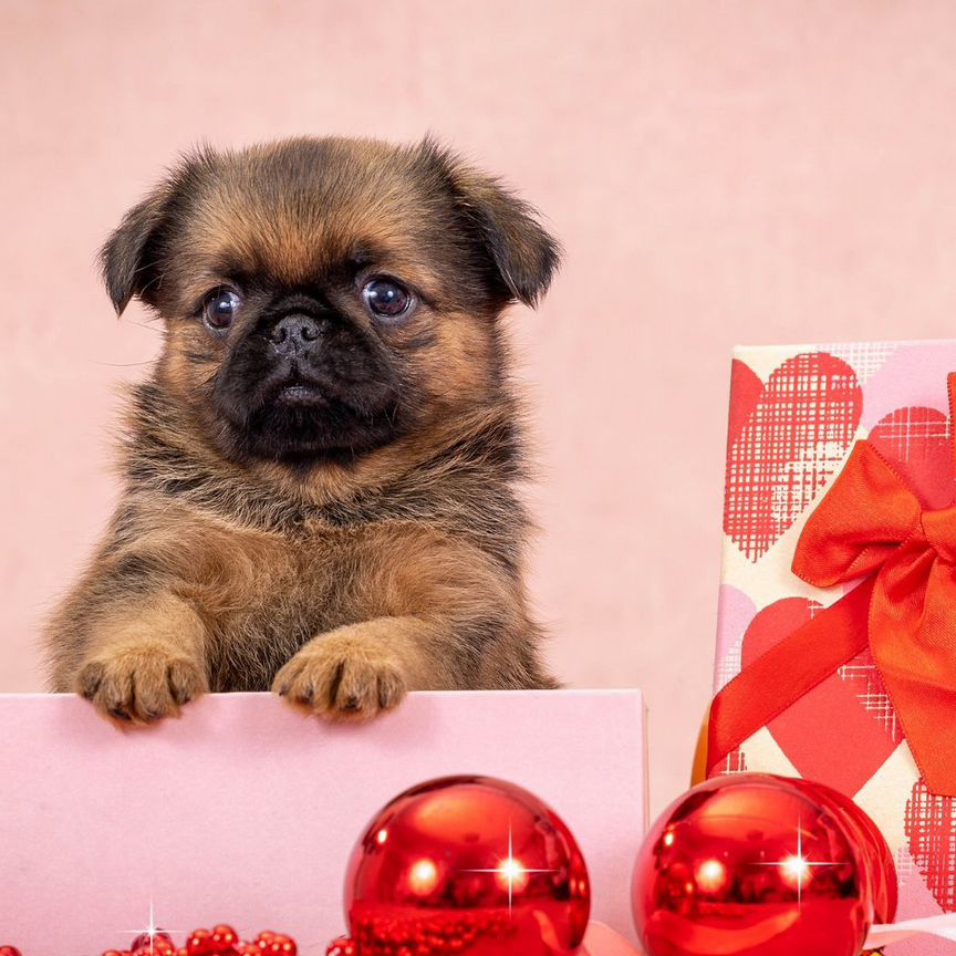 Пти-брабансон, щенок