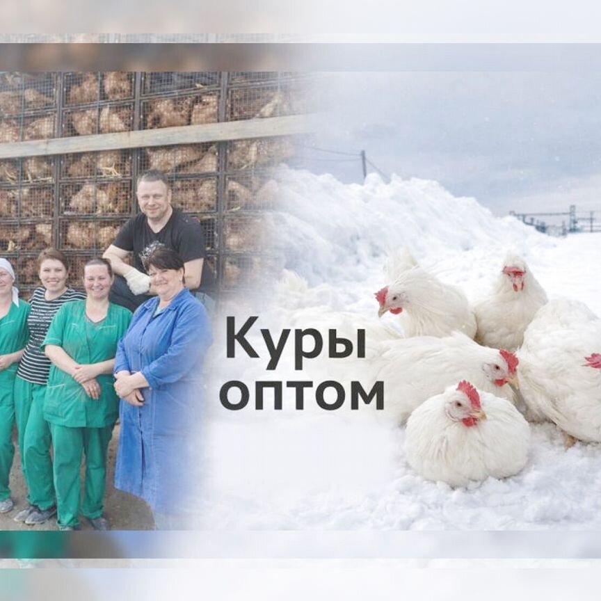 Рыжие куры для двора, белые куры для яйца