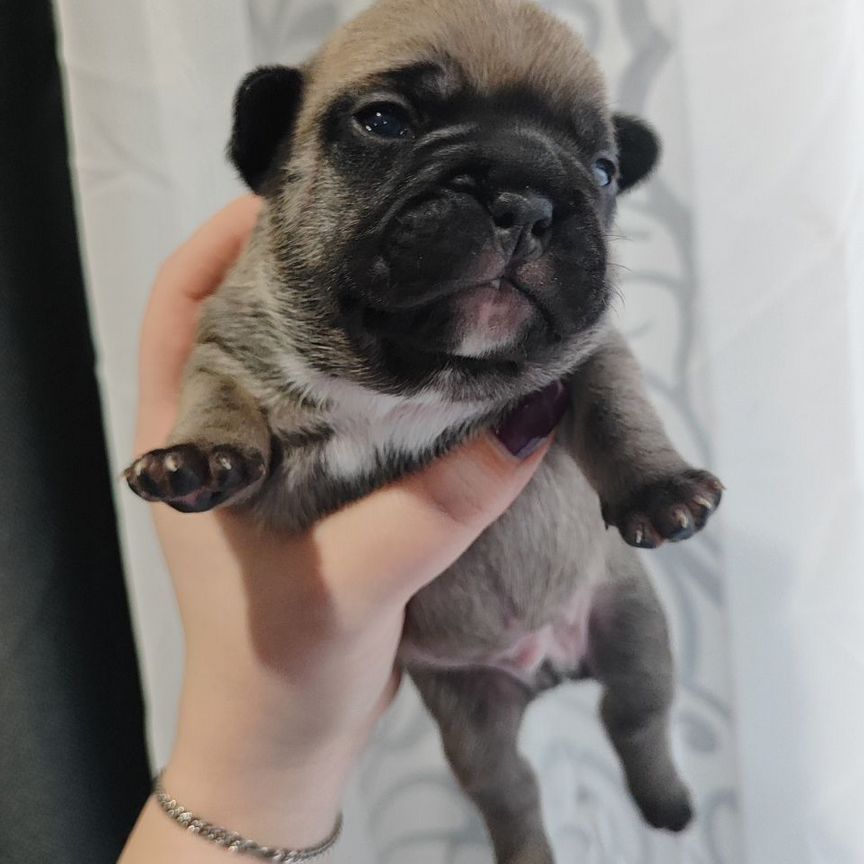 Французский бульдог, щенок