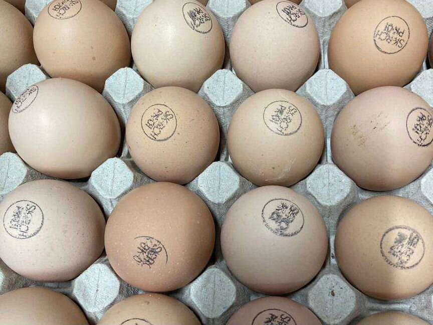 Инкубационное яйцо бройлера
