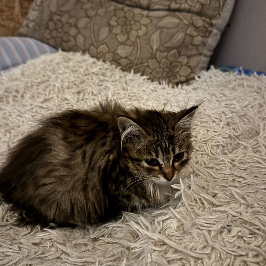 Котёнок в добрые руки