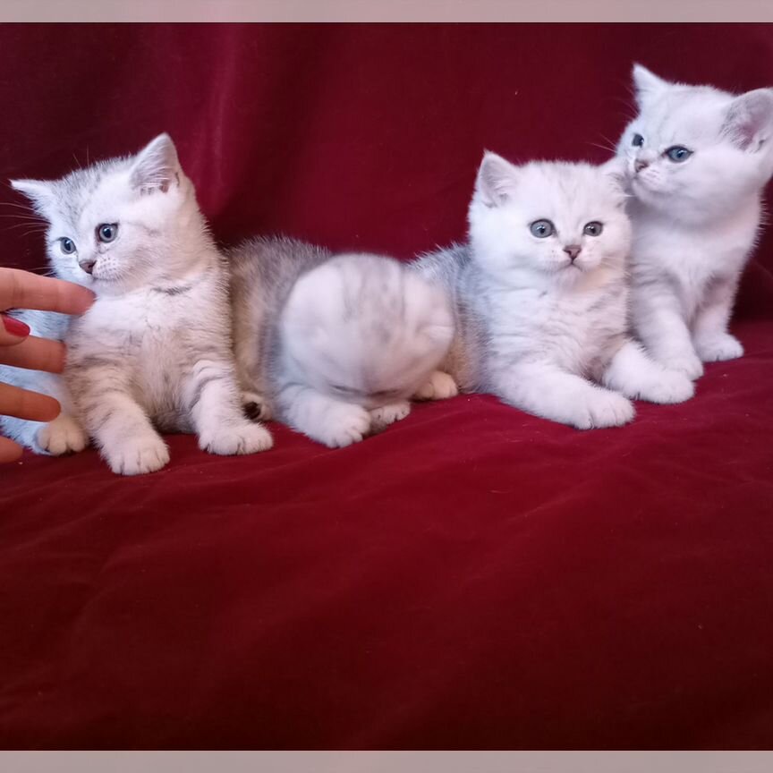 Шотландский вислоухий короткошёрстный котёнок