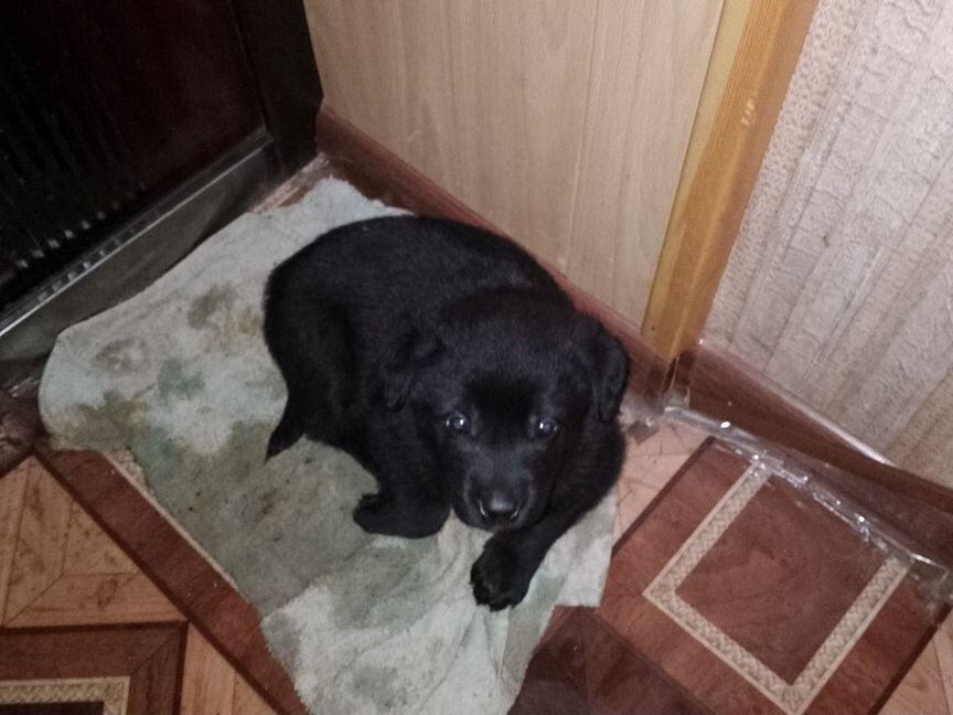 Отдам кутёнка в хорошие руки мать лабрадор