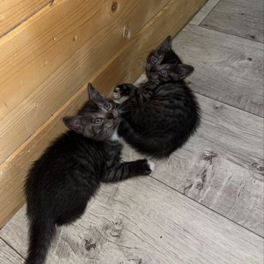 Шотландец в добрые руки